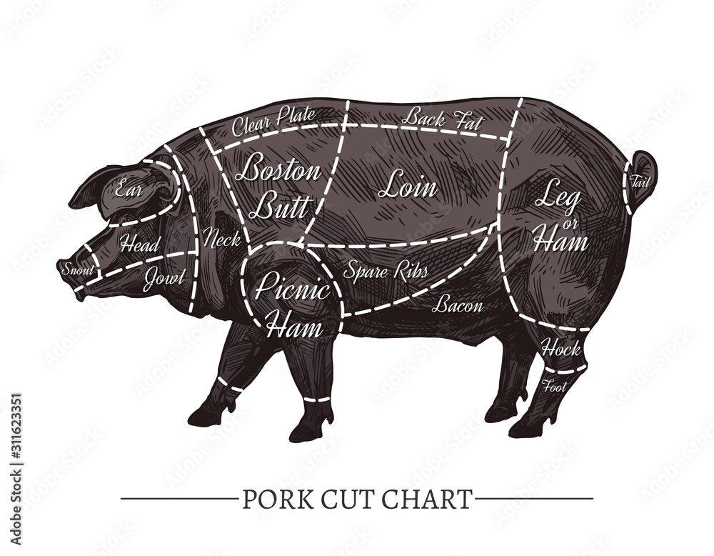 Vector pork cut chart. Retro hand drawn butcher diagram or guide ...
