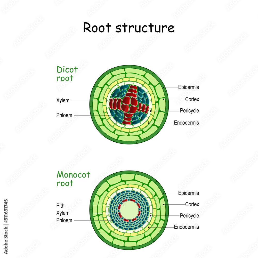 root structure. monocot and dicot stems. Stock Vector | Adobe Stock