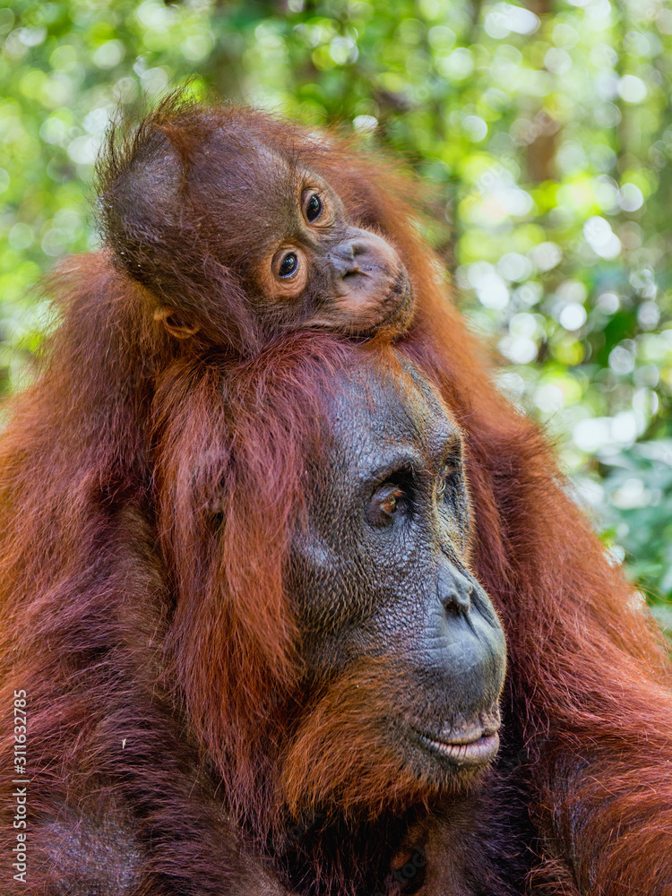 On a mum`s back. Cub of orangutan on mother's back in green rainforest ...