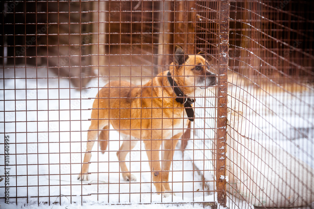 Dog in the cage. A lost boxer breed dog is waiting for its owner in an ...