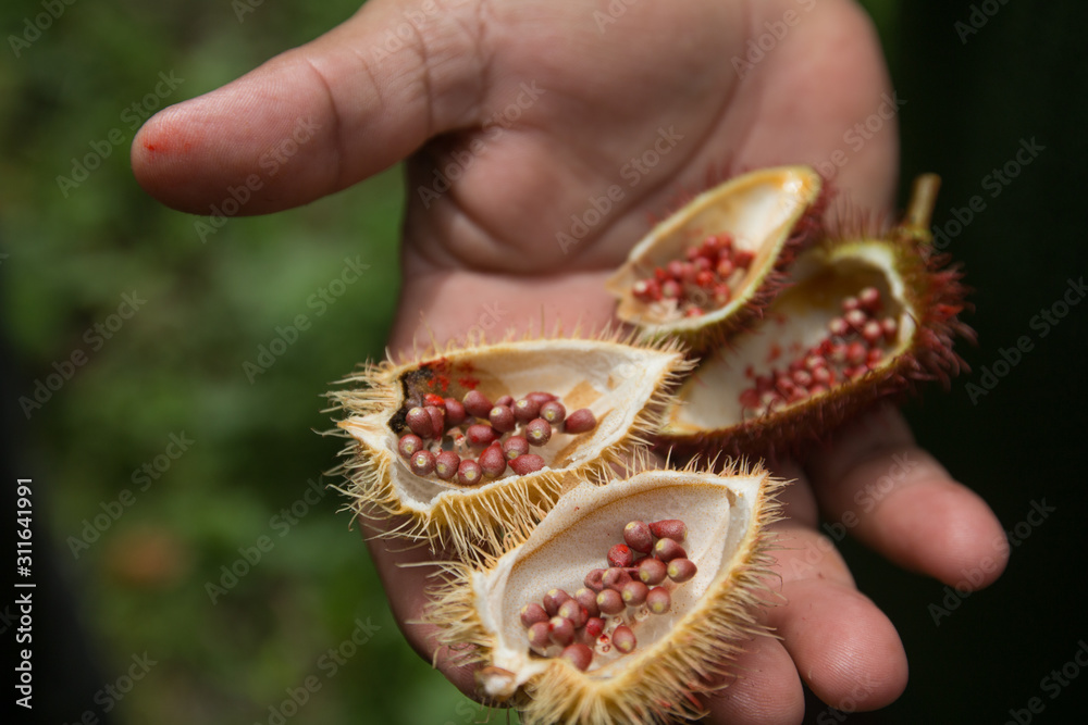 Achiote tree with Annatto fruits and pink flower, Amazon region, Brazil ...