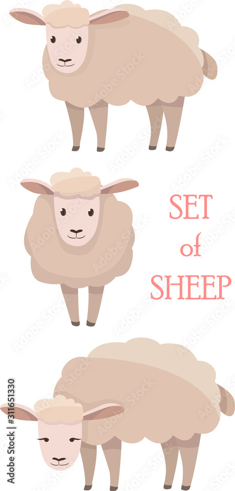 Vector illustrations of sheep in different positions isolated on a ...