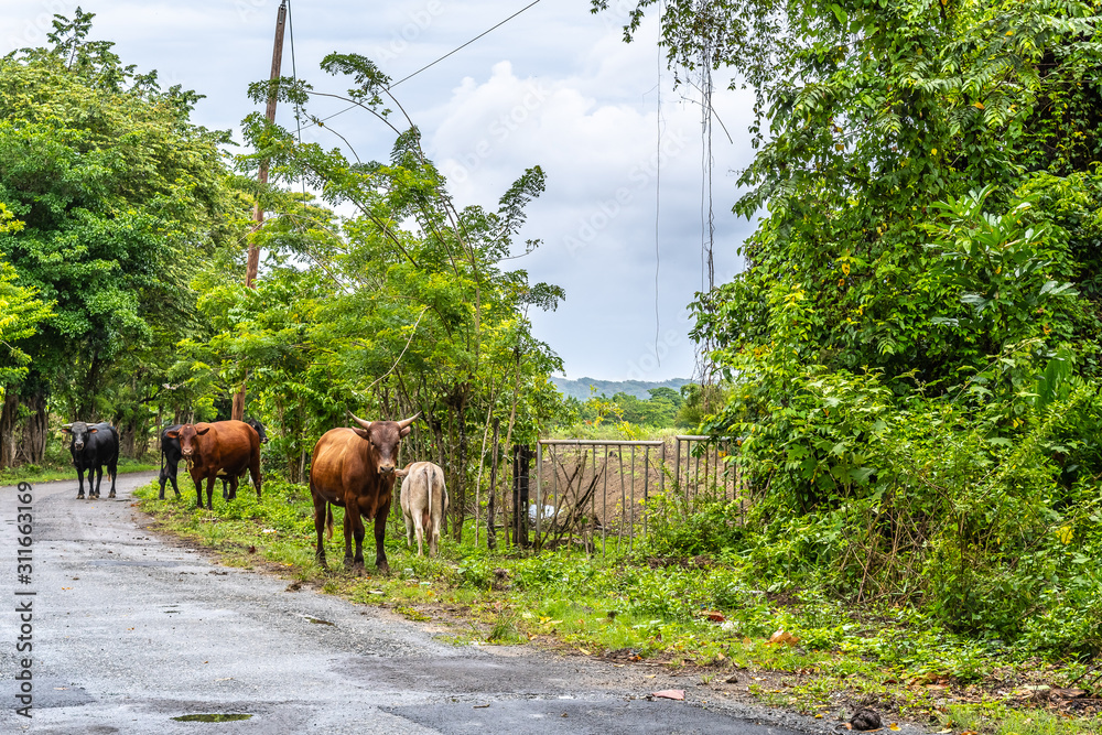 Foto de Herd of cattle standing, walking and feeding on grass along ...