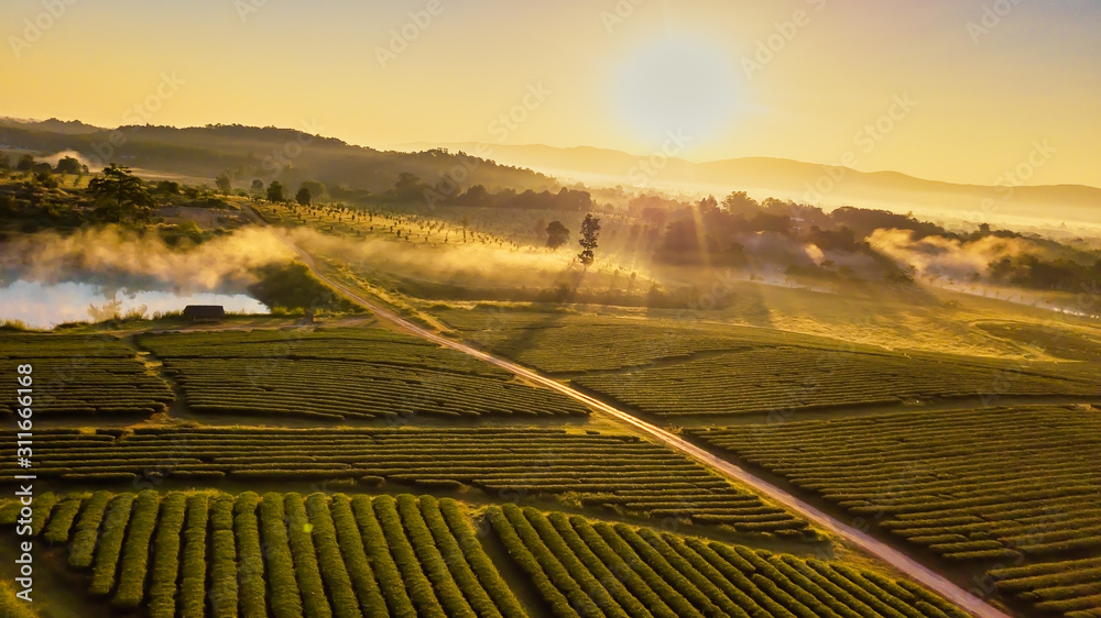 Aerial view shot from drone of green tea plantation, Top view aerial ...