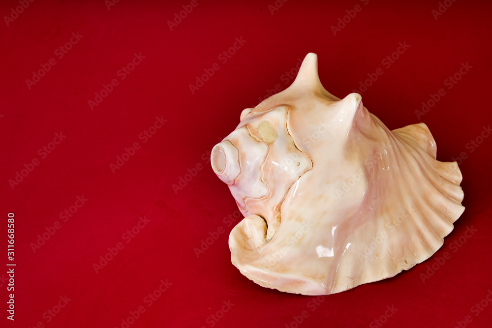 Prehispanic instrument of Mexico, Caracol Azteca Stock Photo | Adobe Stock