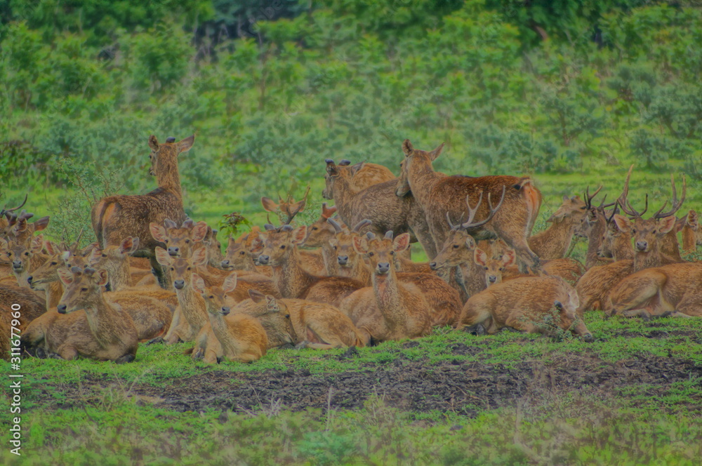 The Javan rusa or Sunda sambar (Rusa timorensis) is a deer species that ...