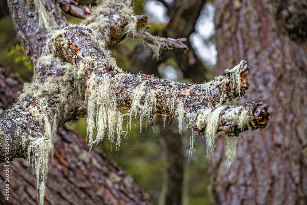 Hanging Lichen On Trees