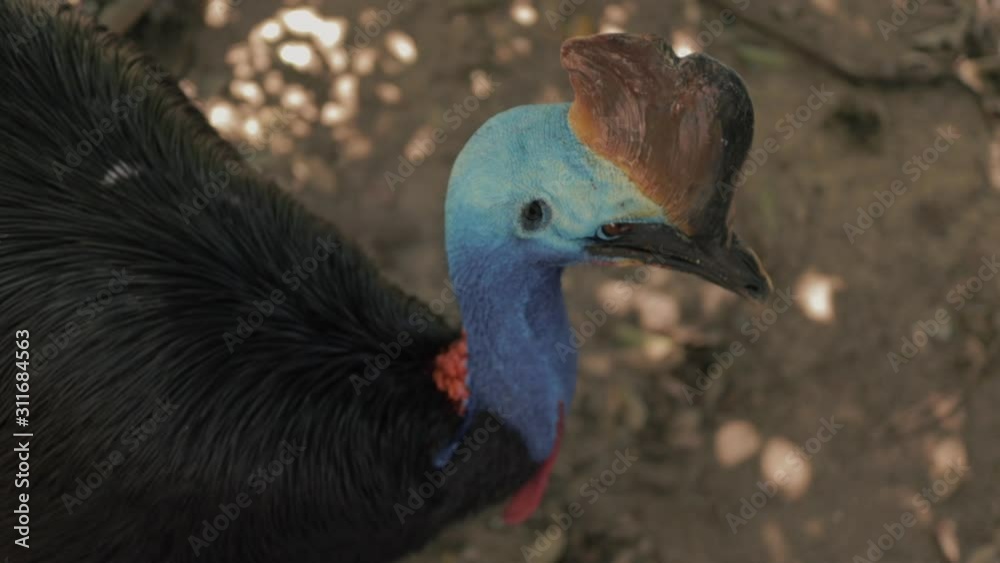 Top view of a Cassowary, killer giant bird at zoo negara Kuala Lumpur ...