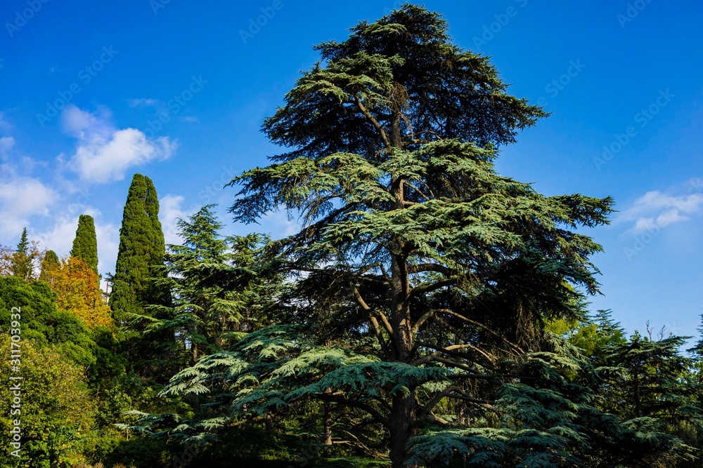 Large cedar tree Cedrus libani or Lebanese cedar on edge of huge meadow ...