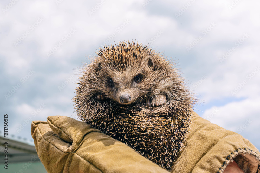Yawning Hedgehog