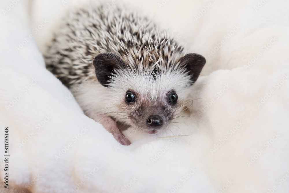 African Pygmy Hedgehog Full Grown