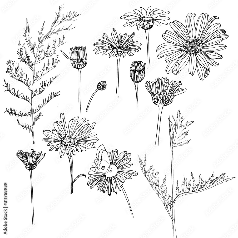 Paper Daisy Flower Patterns | Best Flower Site