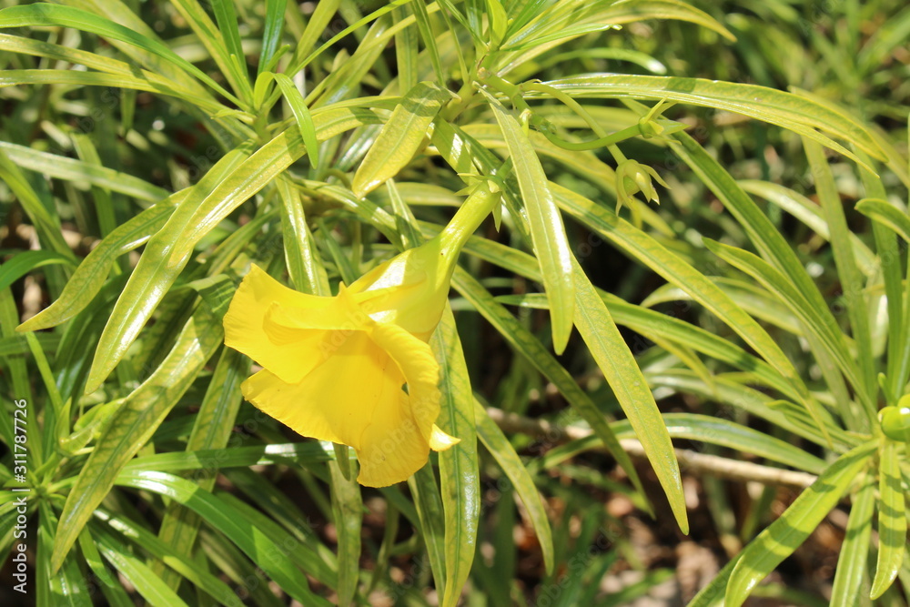 Yellow Oleander Flower