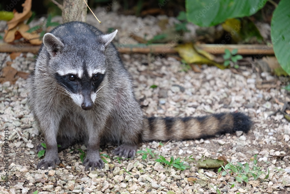 A raccoon came out of the jungle in Costa Rica and sits on the gravel ...