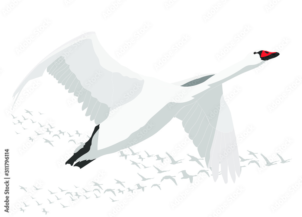 Flying white swan. Vector image. White background. Stock Vector | Adobe ...