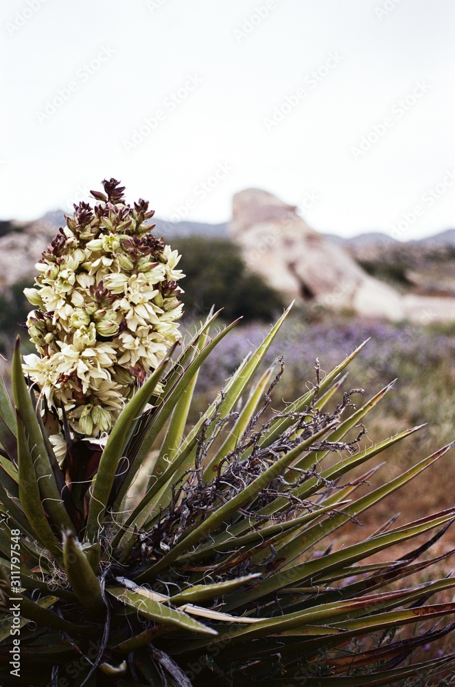 yucca flowers in the desert Stock Photo | Adobe Stock