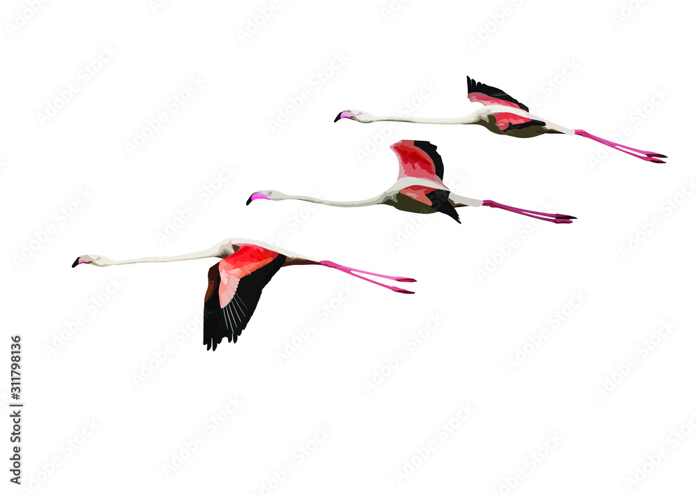 Flying flamingos. Vector image. White background. Stock Vector | Adobe ...