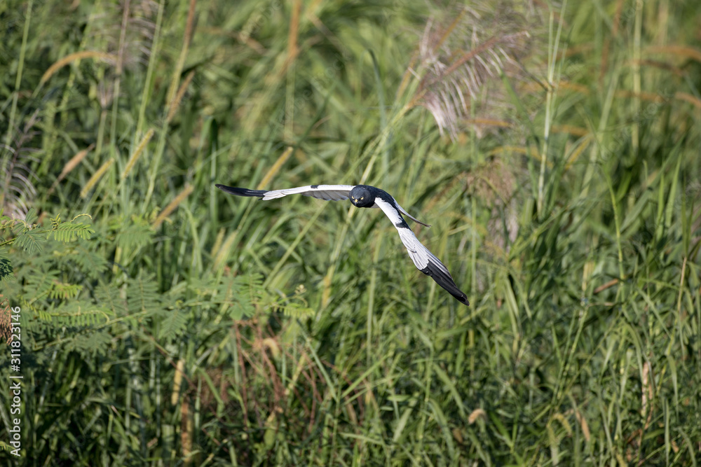 Beautiful adult Pied harrier, uprisen angle view, front shot, in the ...