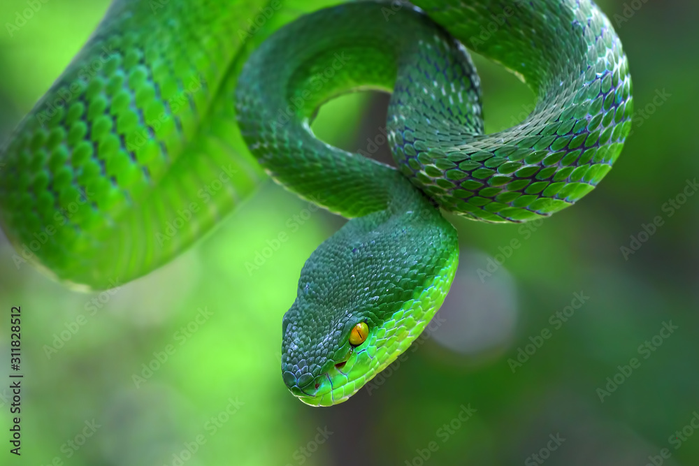 white-lipped island pit viper snakes Stock Photo | Adobe Stock