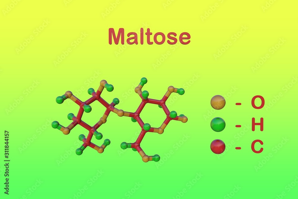 Molecular structure of maltose or malt sugar, a disaccharide formed ...