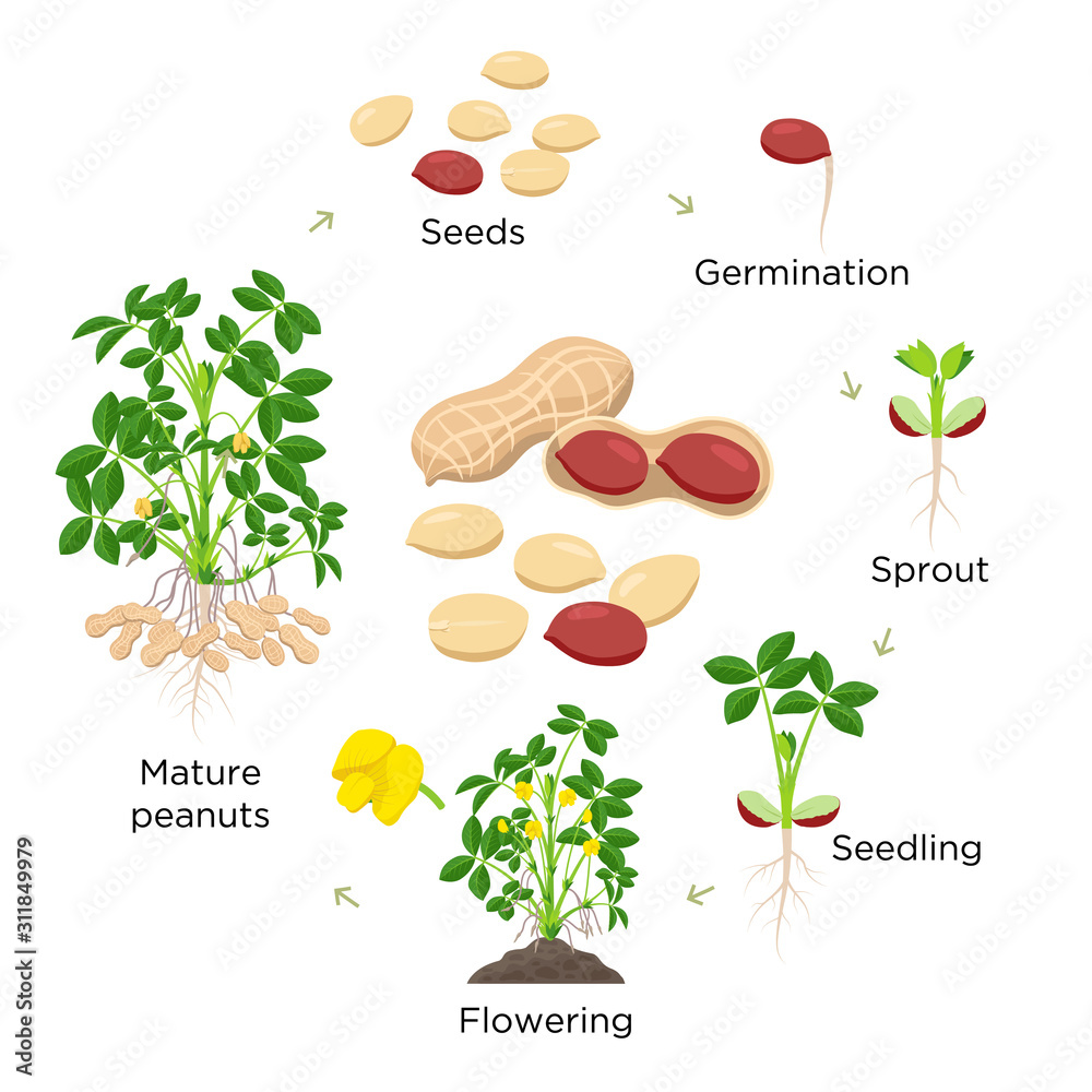 Peanut growth stages vector illustration in flat design. Planting ...
