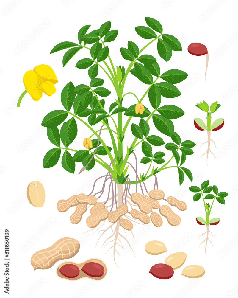 Peanut growth parts and stages - set of botanical vector illustrations ...