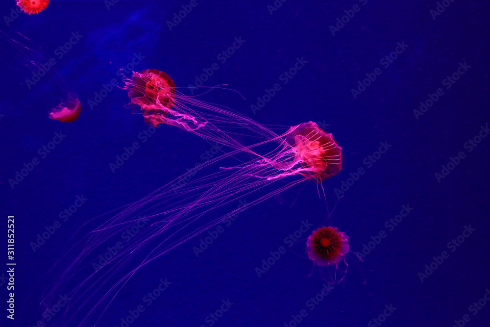 Box Jellyfish Aquarium
