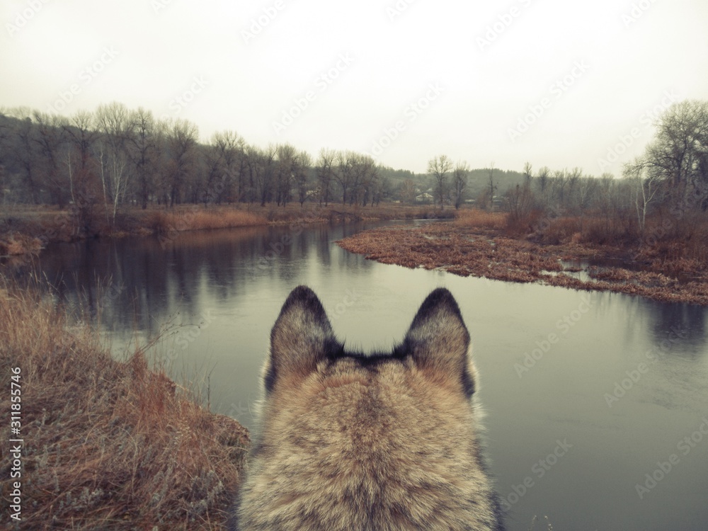Wolf Back View Sitting