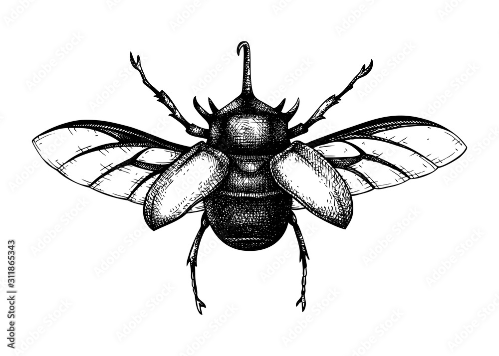 Rhino Beetle Drawing