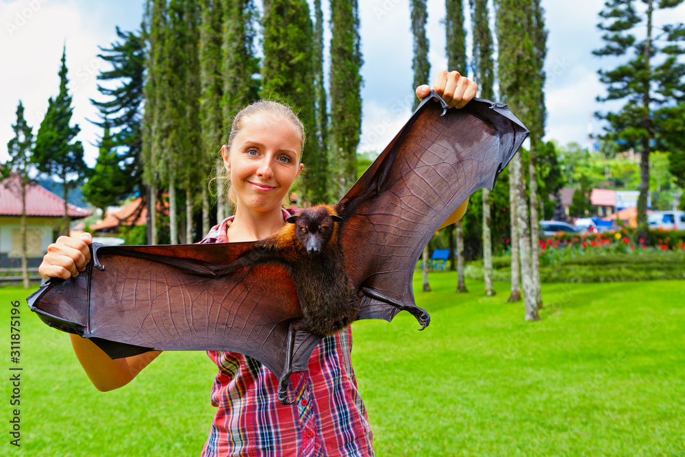 Giant Flying Fox
