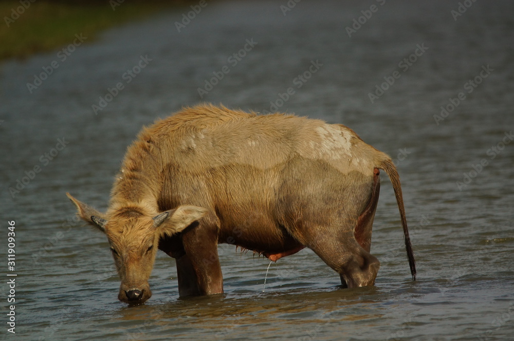 The water buffalo (Bubalus bubalis) or domestic water buffalo is a ...