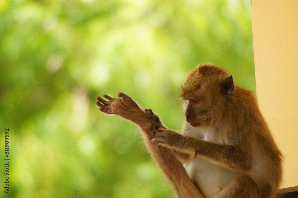 Crab-eating monkeys (Macaca fascicularis), also known as long-tailed ...
