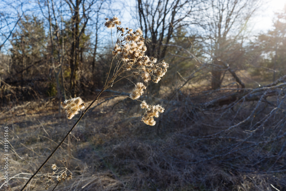 Dry grass in the sunshine in a Texas city reserve on a December day ...