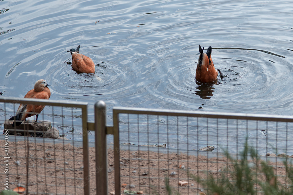 Ducks dive into the pond, while another duck looks at them. Stock Photo ...