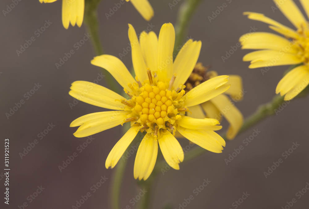 Senecio linifolius narrow leaved canary bush toxic plant with pretty ...