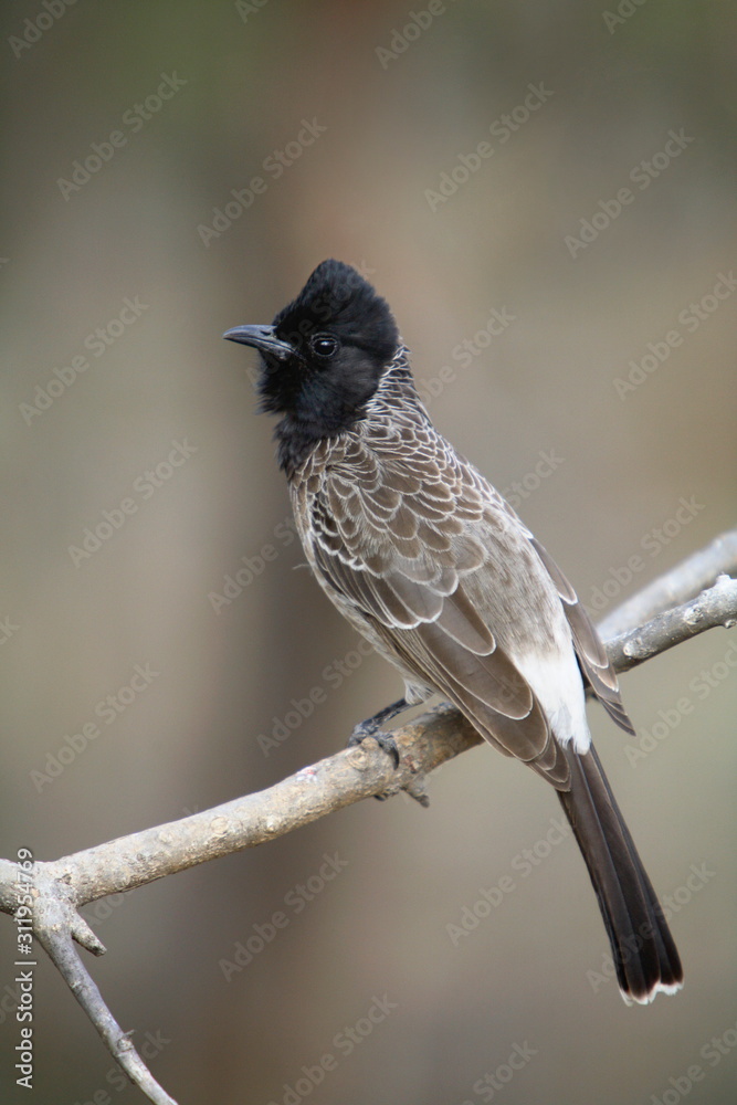 Red-vented Bulbul (Pycnonotus cafer) is a member of the bulbul family ...
