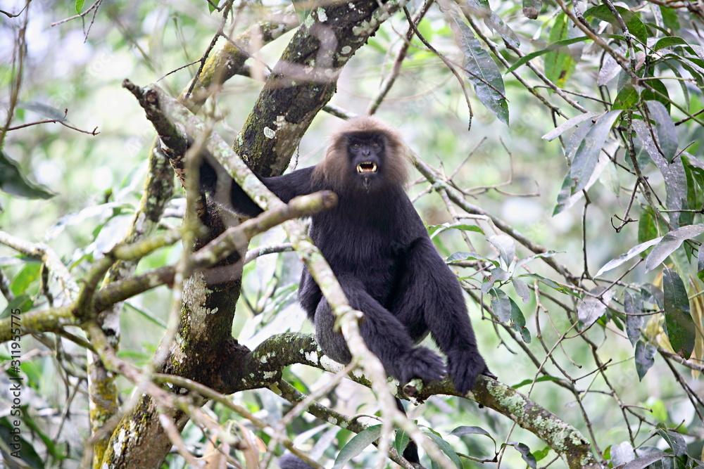 Nilgiri Langur (Trachypithecus johnii) at Periyar National Park ...