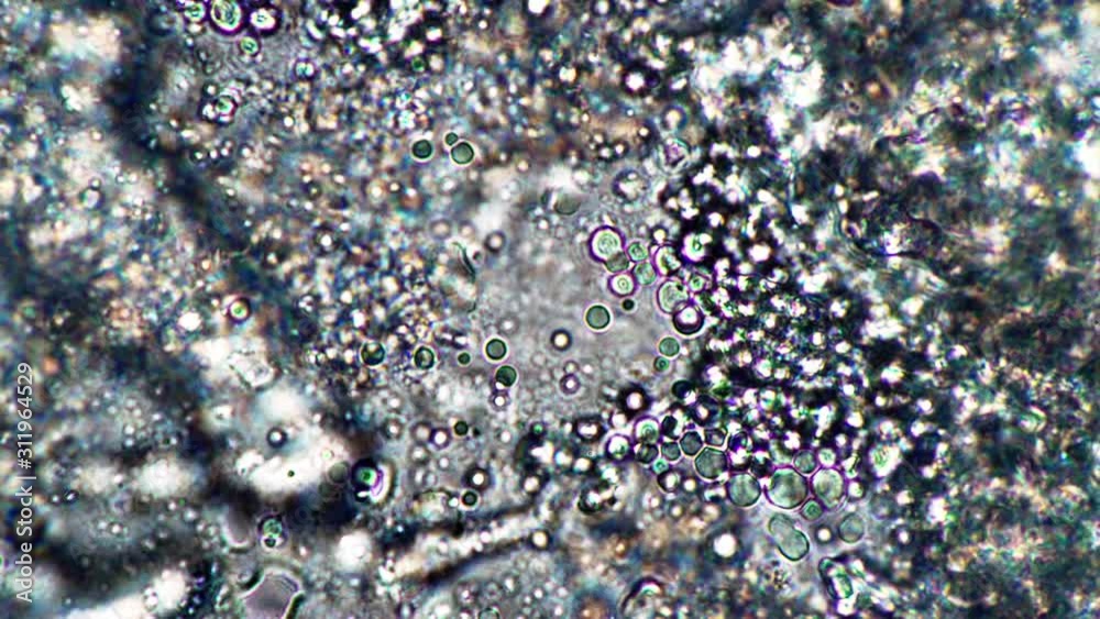 Background from the microcosm of milk bacteria from leaven in a ...