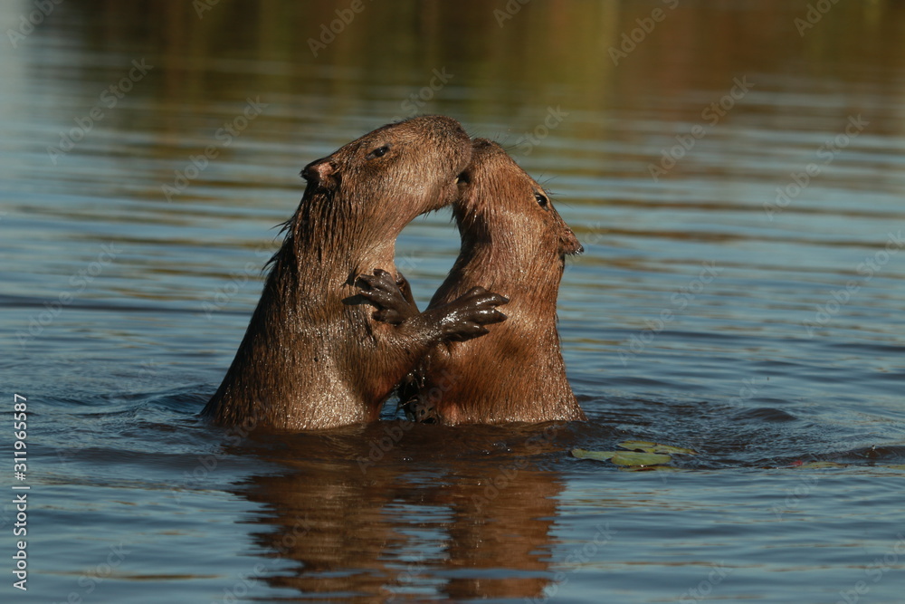 Kiss between two capybara in the water foto de Stock | Adobe Stock