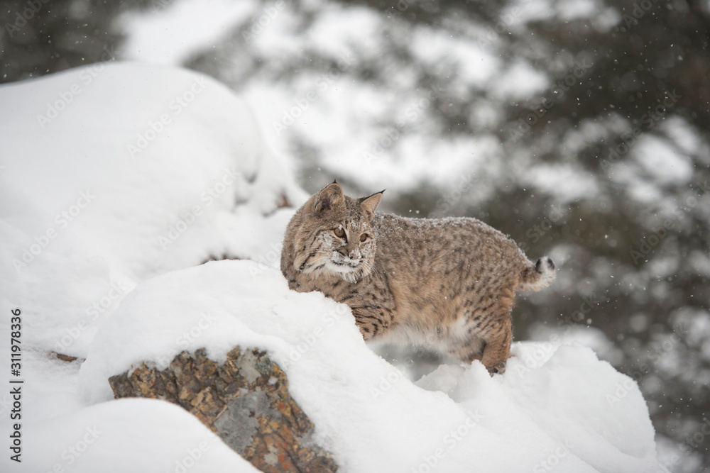 Bobcat, mammal, cat, dense fur, short tail, broad furred feet, large ...