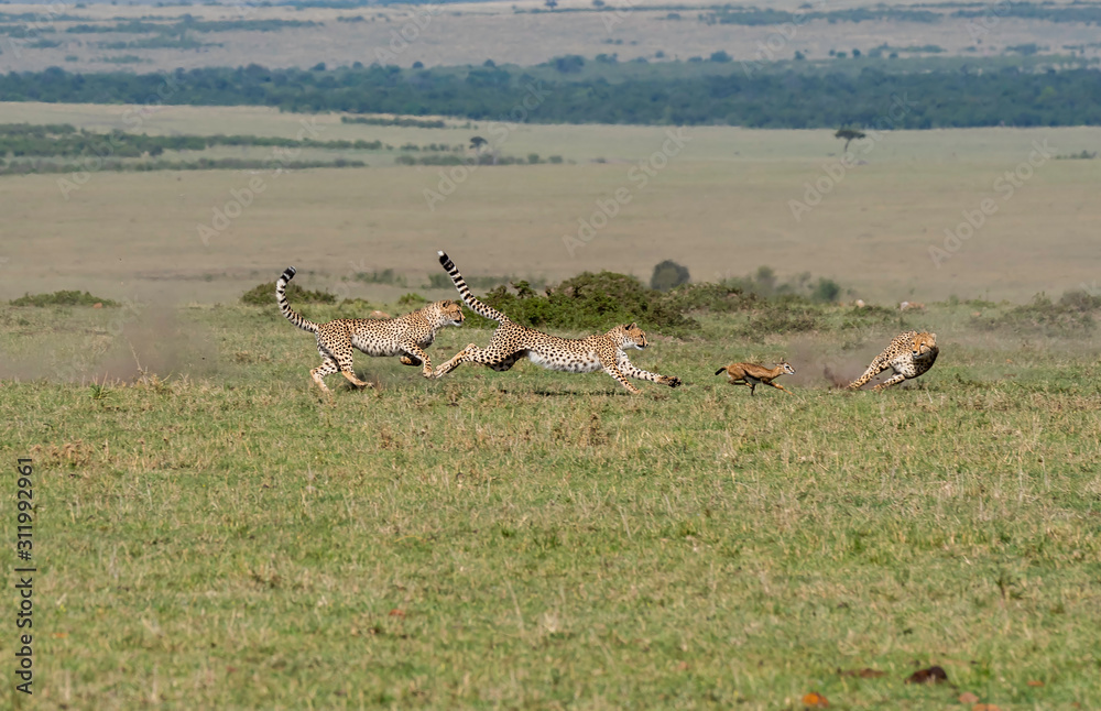 Three Cheetah cubs hunting a baby Thompson gazelle in the plains of ...