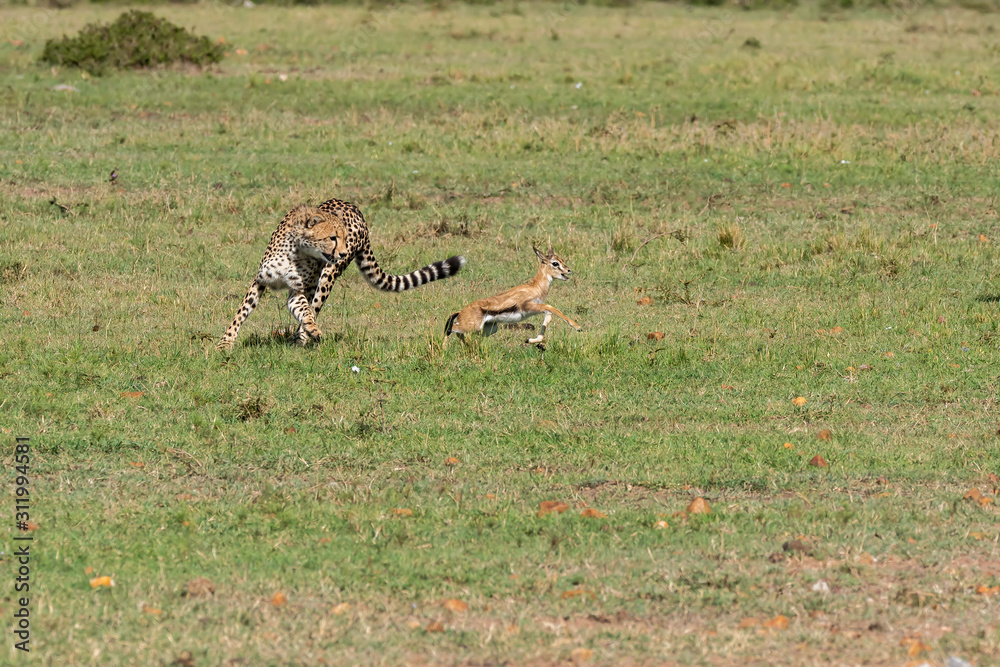Three Cheetah cubs hunting a baby Thompson gazelle in the plains of ...