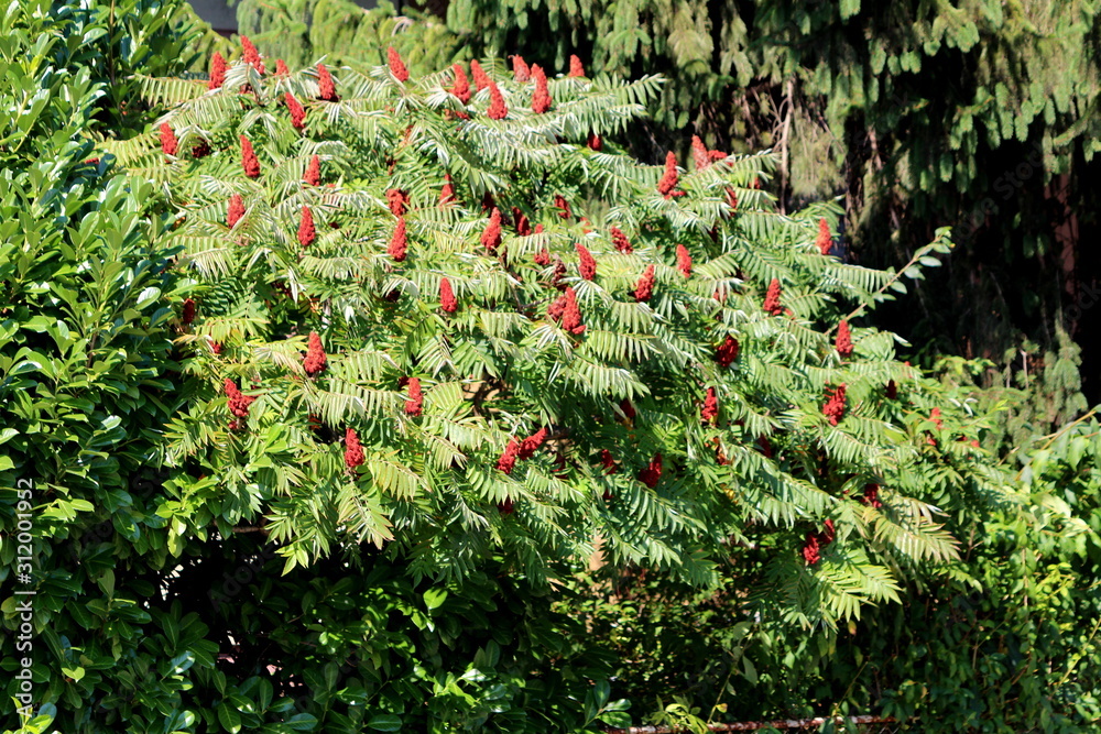 Dense treetop of Staghorn sumac or Rhus typhina dioecious deciduous ... Dense treetop of Staghorn sumac or Rhus typhina dioecious deciduous ...