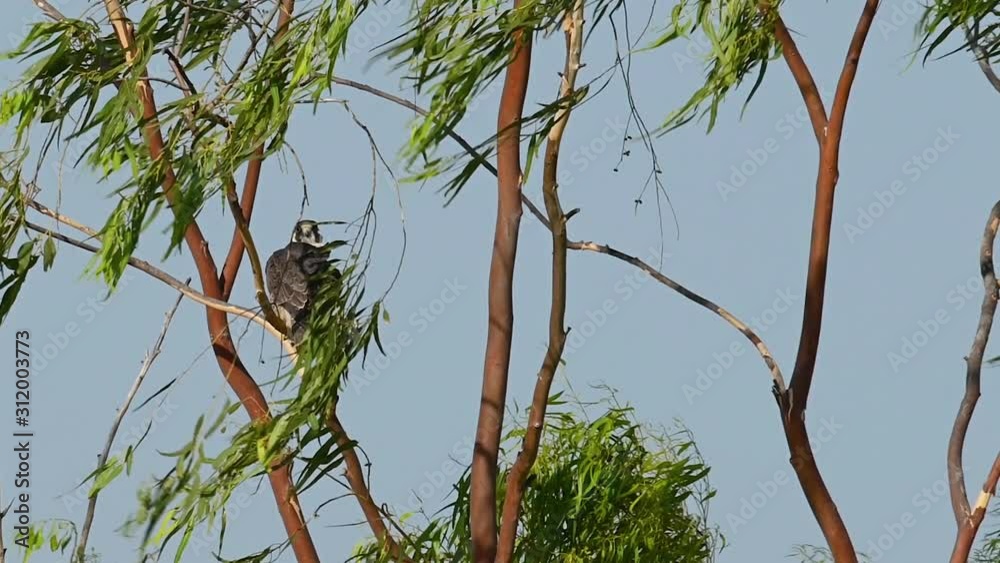 Peregrine Falcon, Falco peregrinus, preens itself while covered by ...