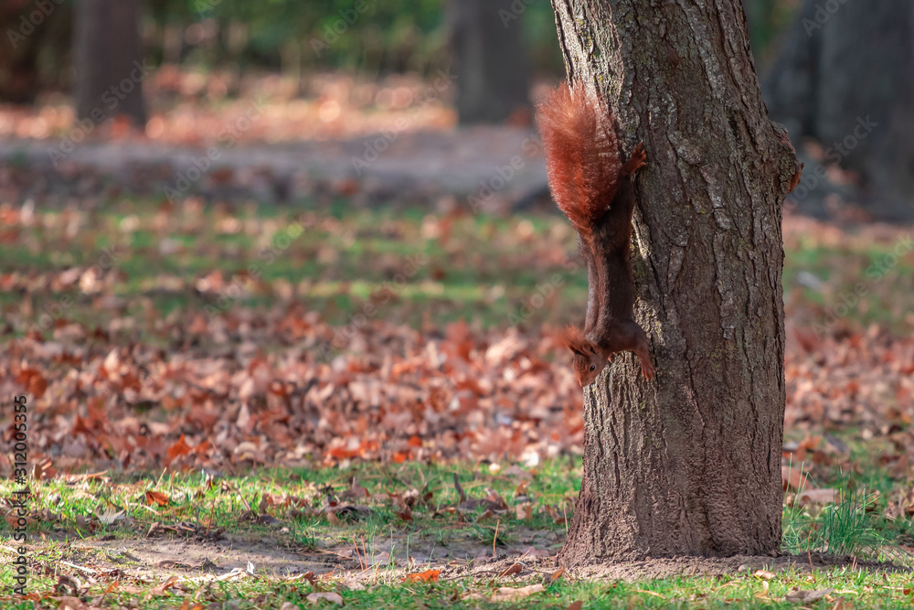 Ardilla bajando de un árbol en bosque de Aranjuez Stock Photo | Adobe Stock