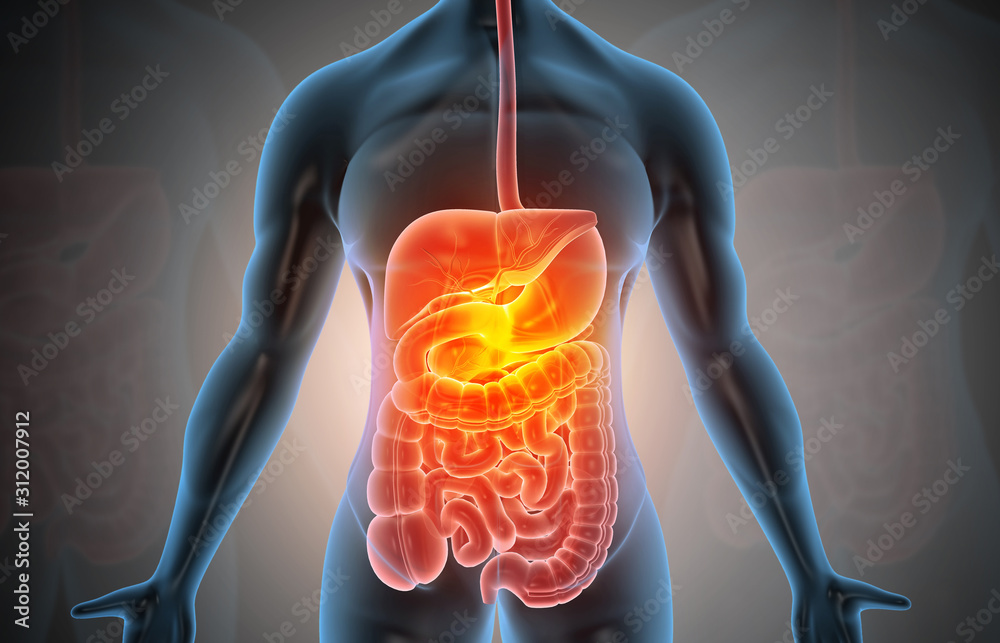 Anatomy of human body with digestive system. 3d illustration Stock ...