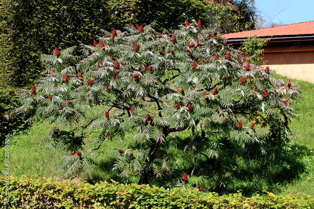 Pinnately Compound Tree