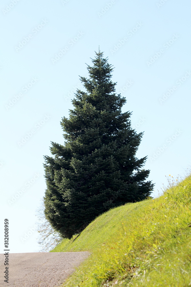 Tall wide pine tree with dense branches growing on side of small hill ...