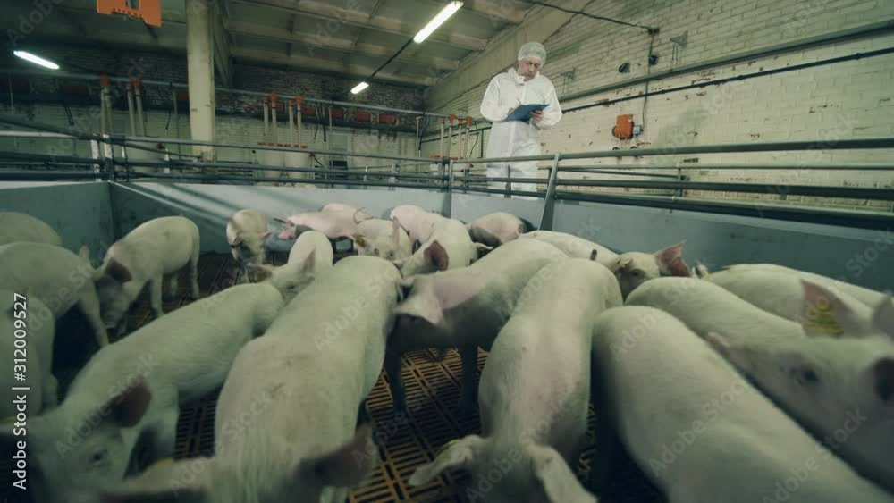 Pig-raising farm with a male worker inspecting piglets Stock ビデオ ...