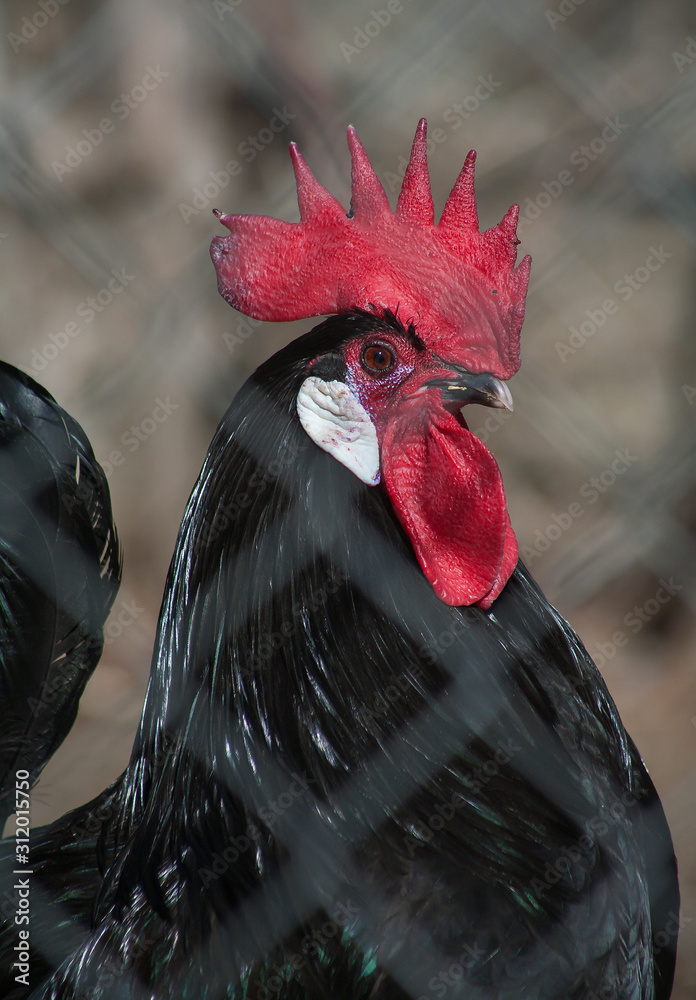 Gallo de cresta roja Stock Photo | Adobe Stock
